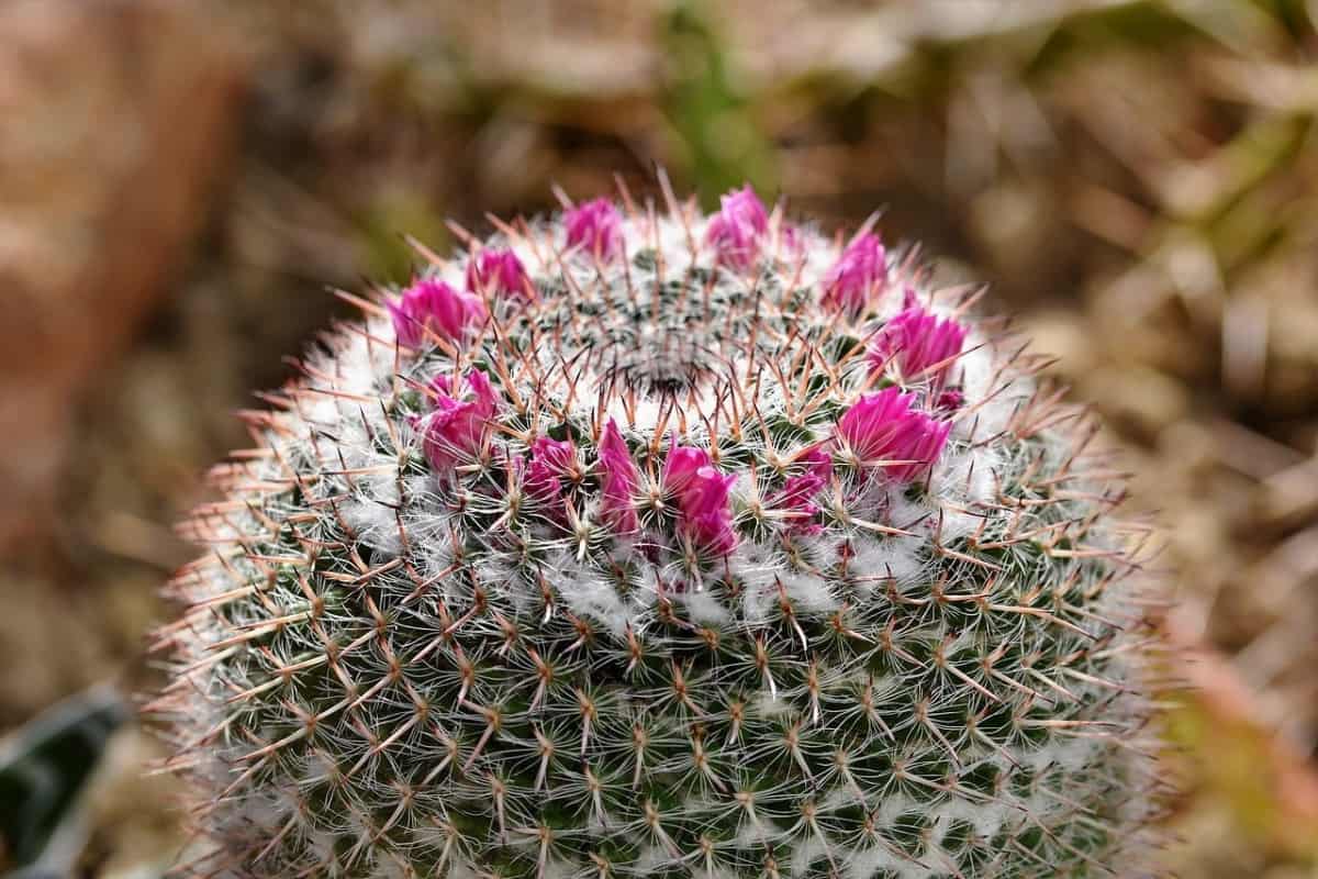 Marimurtra and Pinya de Rosa: The 2 Botanical Gardens of Blanes ...